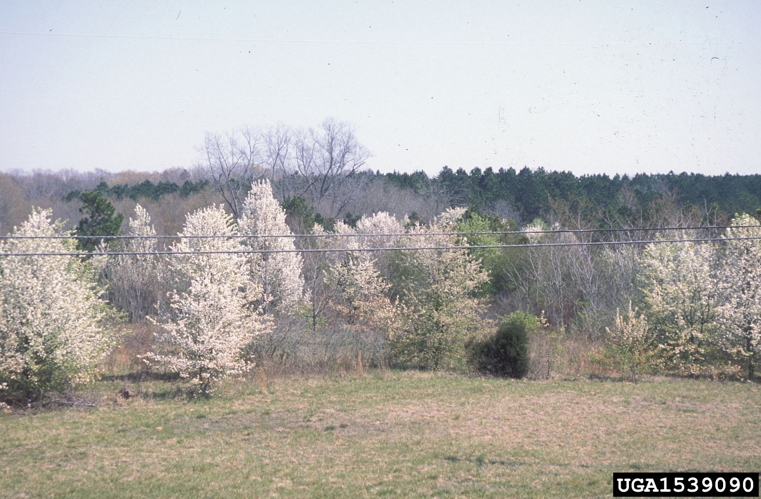 Callery | New York Flora Association Blog