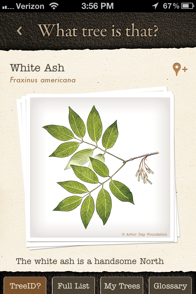 Two New Tree Identification Apps | New York Flora Association Blog