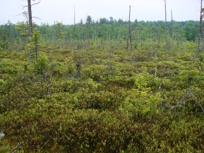 NYFA’s June Bog Trip | New York Flora Association Blog