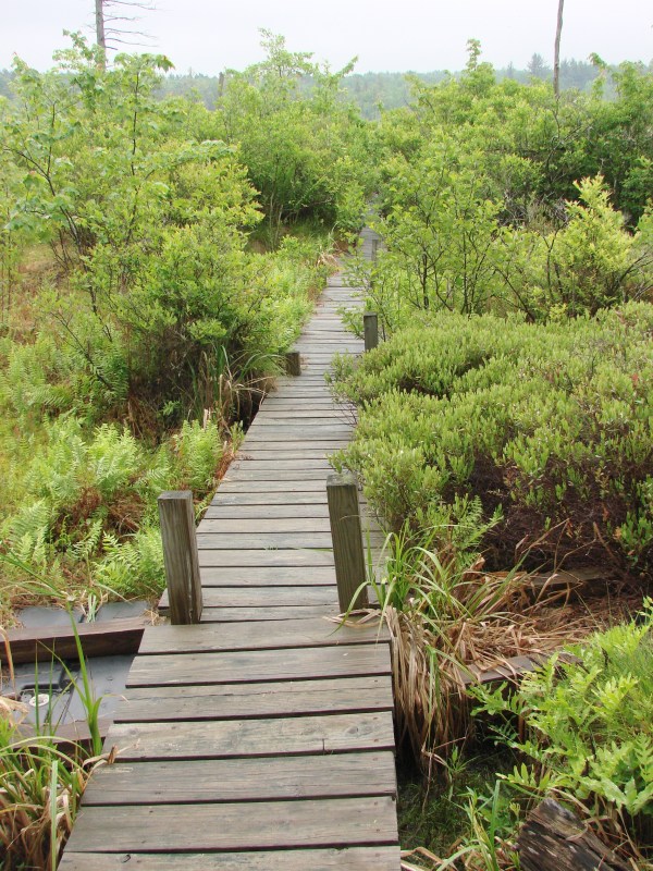 NYFA’s June Bog Trip | New York Flora Association Blog